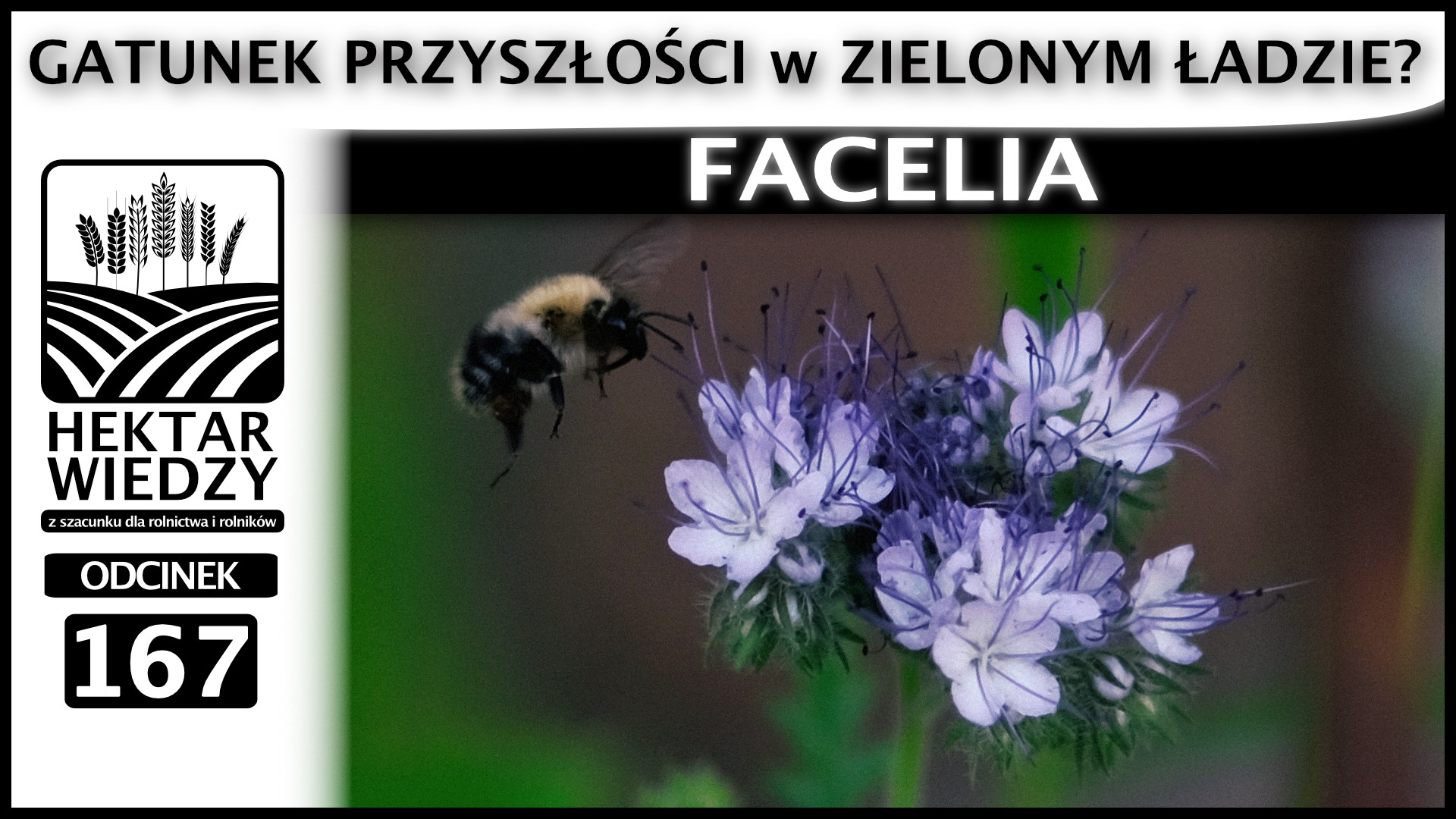 FACELIA - GATUNEK PRZYSZŁOŚCI W ZIELONYM ŁADZIE? | ODCINEK 167