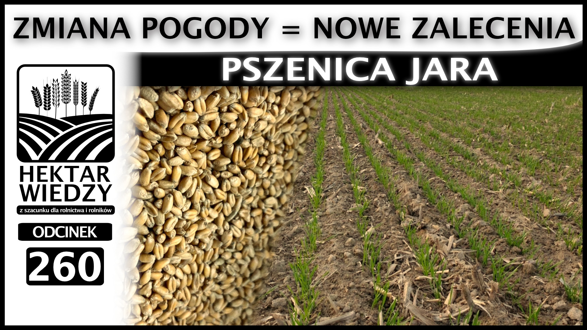 ZMIANA POGODY - NOWE ZALECENIA. PSZENICA JARA. | ODCINEK 260